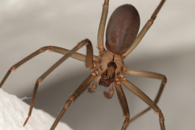 Chilean Recluse Spider Animal Facts - A-Z Animals