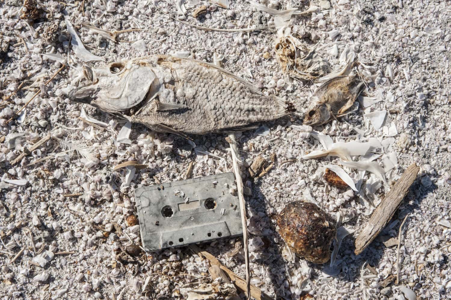 Just How Salty Is the Salton Sea in California? - A-Z Animals