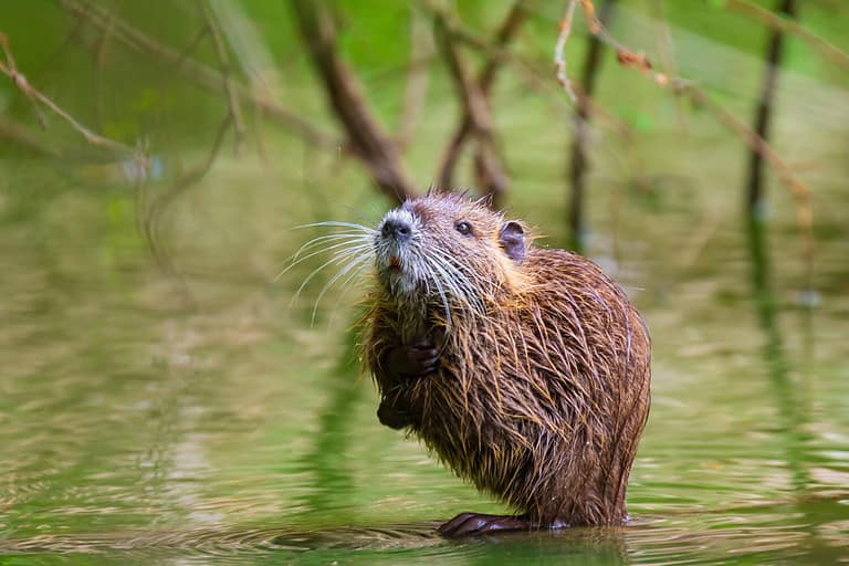 Baby Muskrat: 6 Pictures and Incredible Facts - A-Z Animals