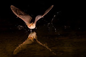 Owl vs Bat: Which Flying Creature Would Win a Fight? - A-Z Animals