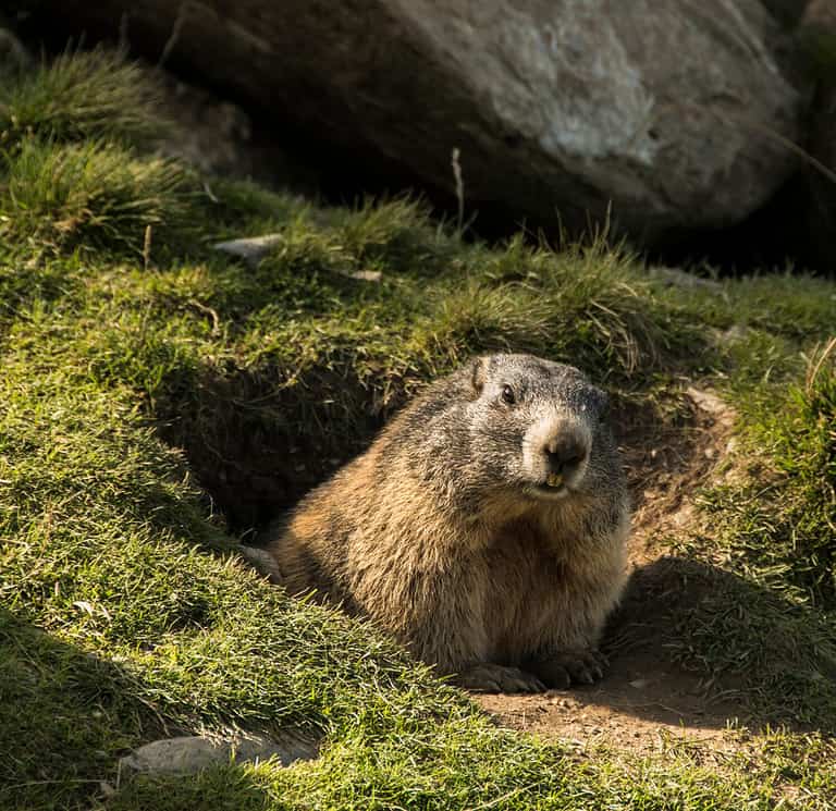 6 Plants That Repel and Keep Groundhogs Out of Your Yard - A-Z Animals