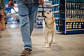 What Every Pet Owner Should Know About Leash Laws in the U.S. - A-Z Animals