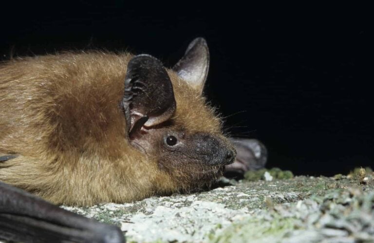 The Top 10 Largest Bats in England