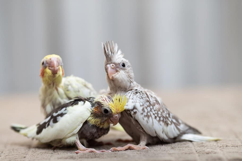 Baby Cockatiel Chick: 9 Pictures and 9 Incredible Facts - A-Z Animals