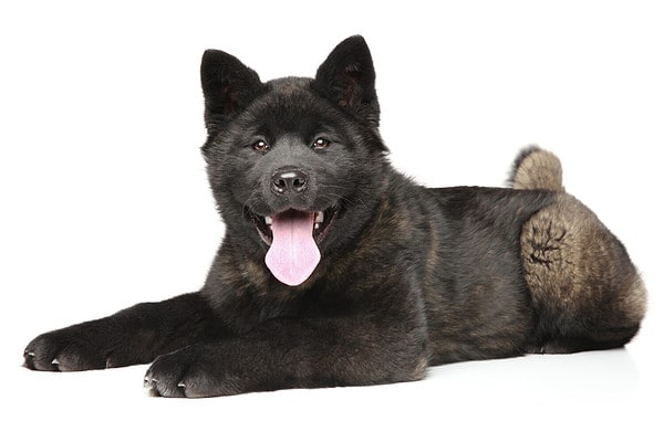 Akita Colors: Most Common to Rarest