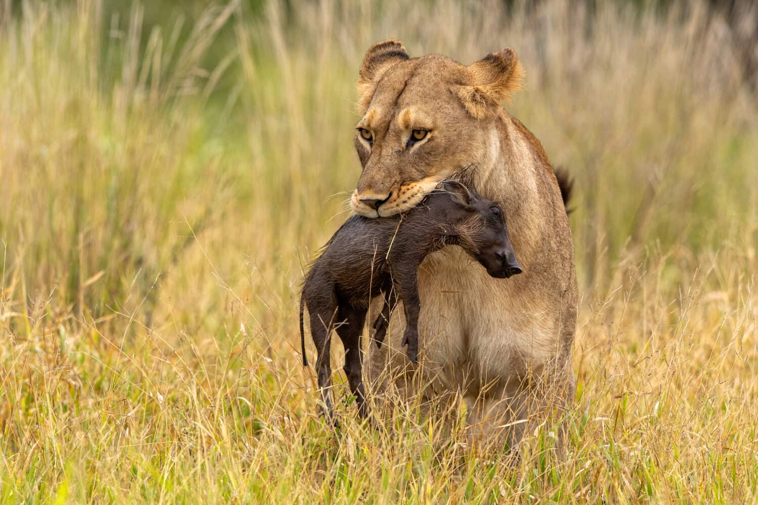 Discover How Long Lions Can Go Without Eating, Plus 3 Other Amazing ...