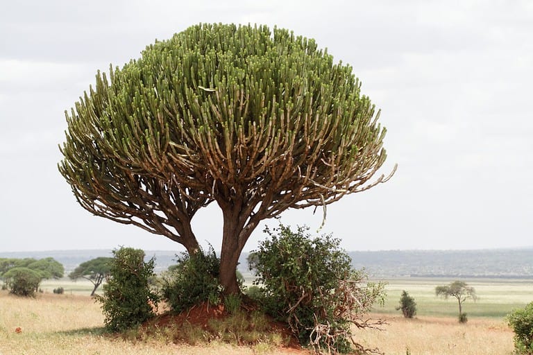 13 Amazing Plants That Thrive In The Savanna - A-Z Animals