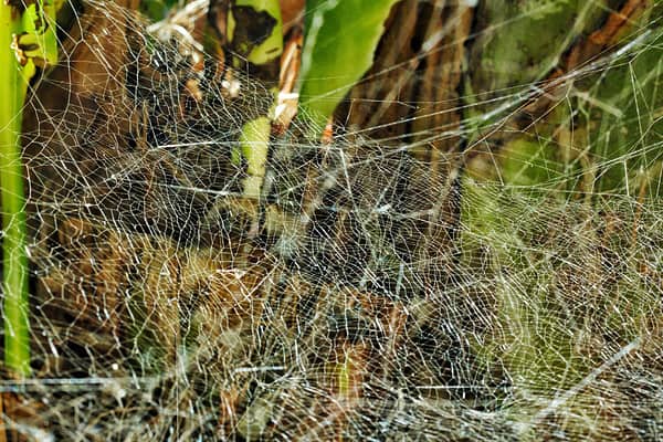 The Top 10 Fastest Spiders in the World - A-Z Animals