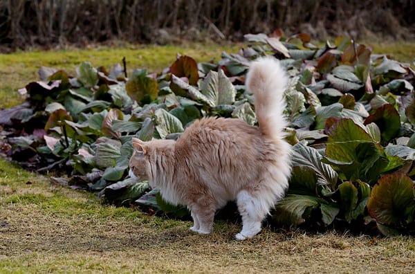 Orange Tabby Cats: Everything You Need to Know - A-Z Animals