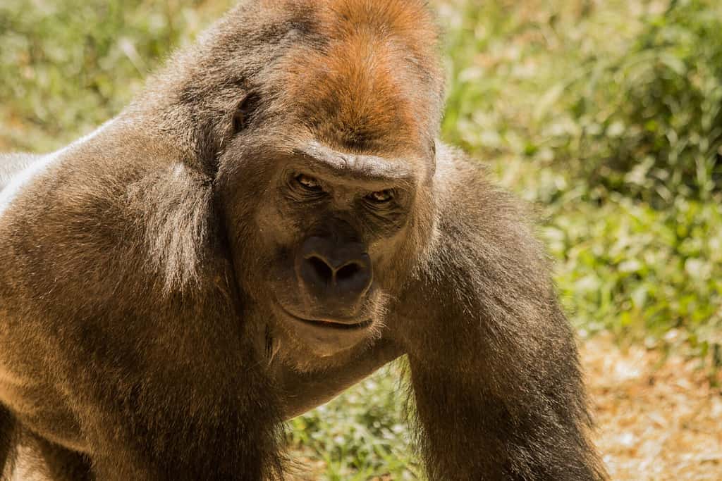 Omaha Zoo: Ideal Time to Go + 8 Amazing Animals to See - A-Z Animals