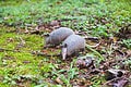 Baby Armadillo: 7 Pictures and 7 Amazing Facts - A-Z Animals