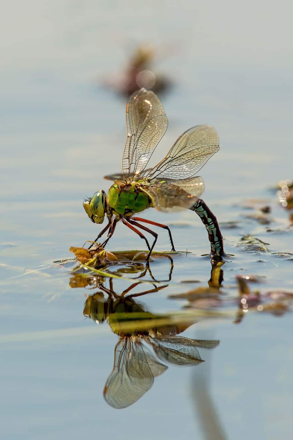 Dragonfly Reproduction: Discover How These Amazing Creatures Mate - A-Z ...