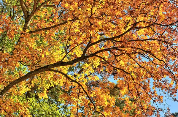 Discover When Leaves Change Color in Louisiana (and 9 Beautiful Places ...