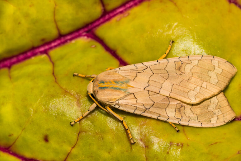 The 15 Most Common Moths You'll Find in Texas - A-Z Animals