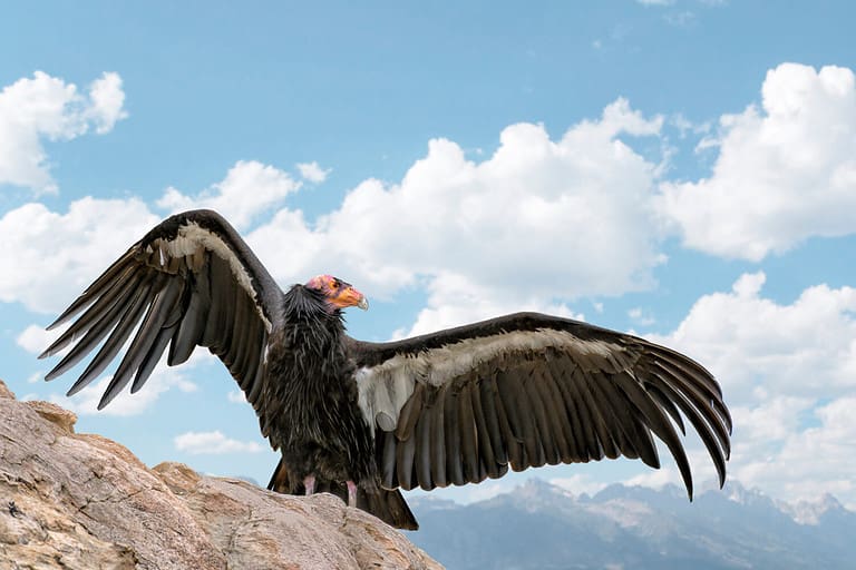 California Condor Size and Wingspan — Just How Big Are They? - A-Z Animals