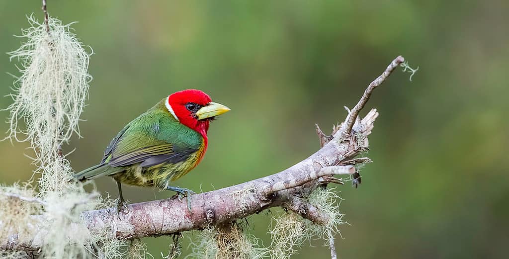 The Complete List of 7.5 Birds with Red Heads - A-Z Animals