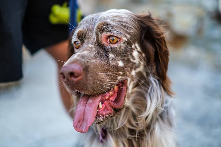 English Setter Colors: Rarest to Most Common - A-Z Animals