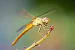 How Fast Are House Flies? Discover Flying Speed Compared to Other ...