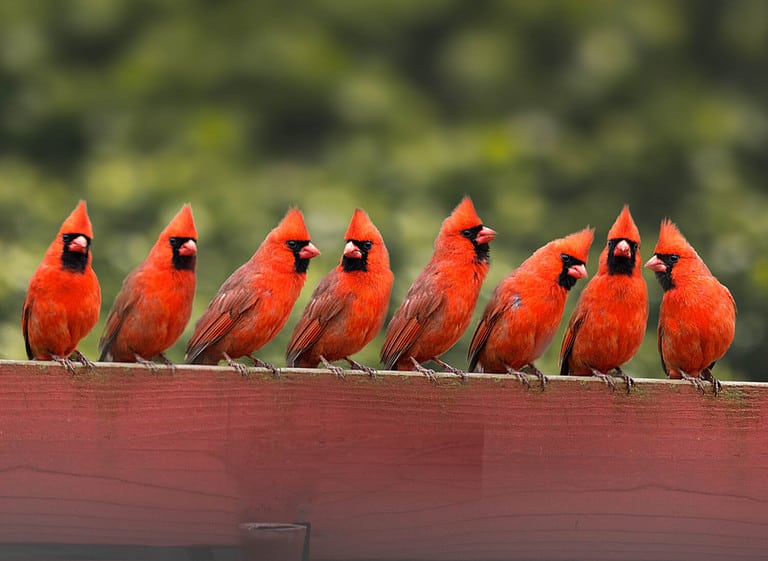 The Dawn Chorus: Understanding Why Birds Sing in the Morning - A-Z Animals