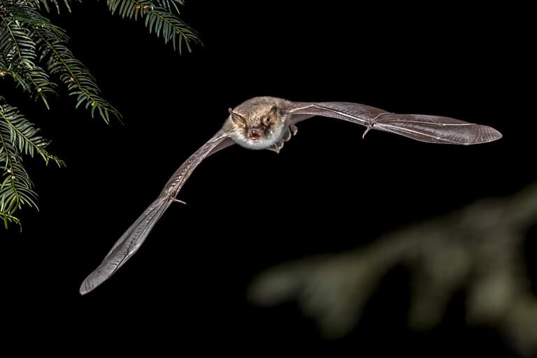 The Top 10 Largest Bats in England