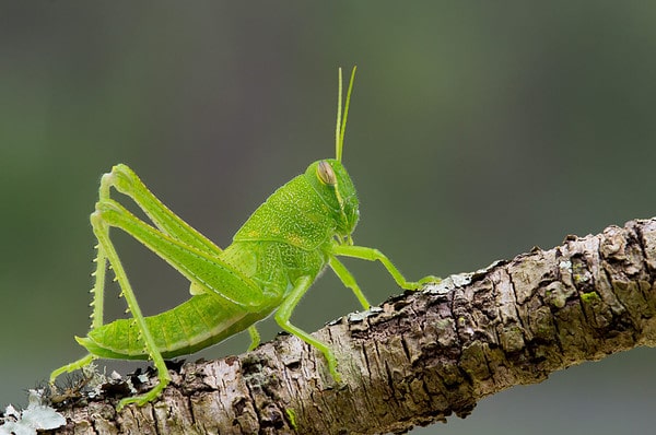 Baby Grasshopper: 10 Pictures and 7 Incredible Facts - A-Z Animals