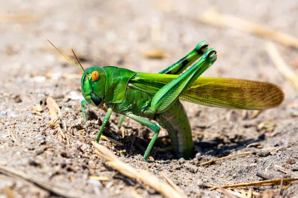 Baby Grasshopper: 10 Pictures and 7 Incredible Facts - A-Z Animals