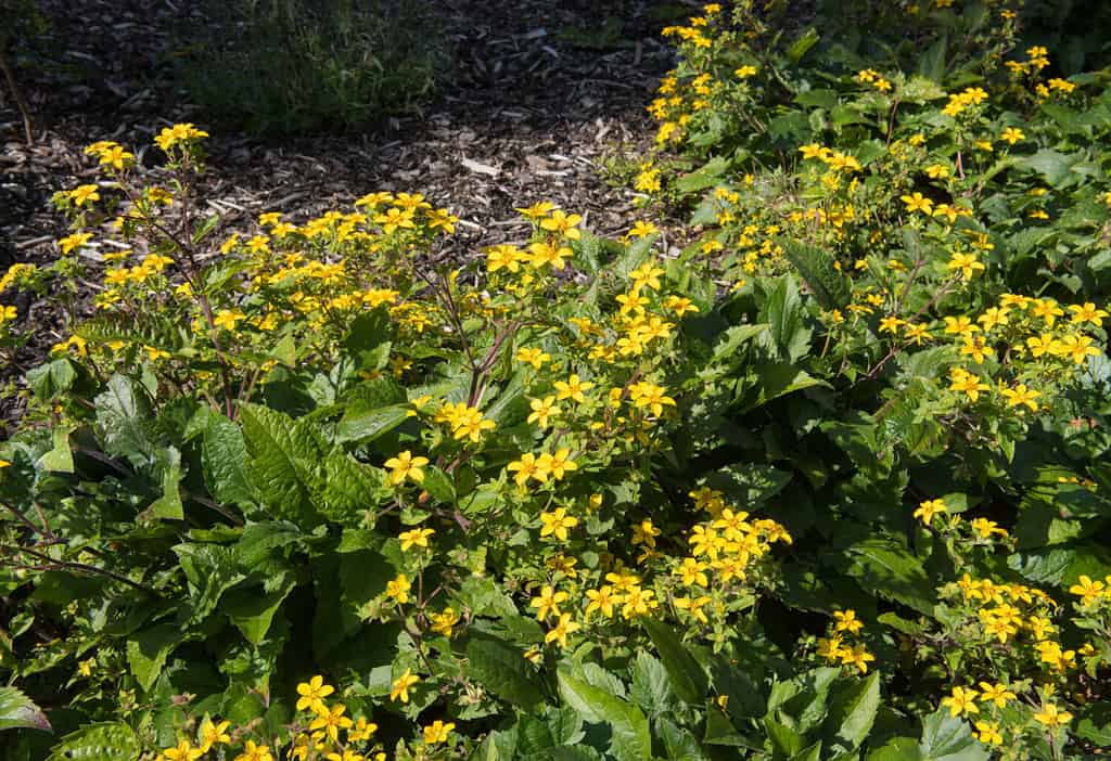 5 Ground Covers That Grow in Full Shade - A-Z Animals