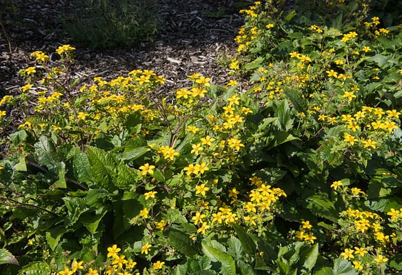 5 Ground Covers That Grow in Full Shade - A-Z Animals