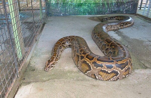 Fascinating and Unnerving Facts About Pythons - A-Z Animals Slideshows