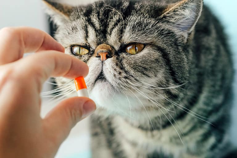 Prednisolone Dosage Chart for Cats: Risks, Side Effects, Dosage, and ...
