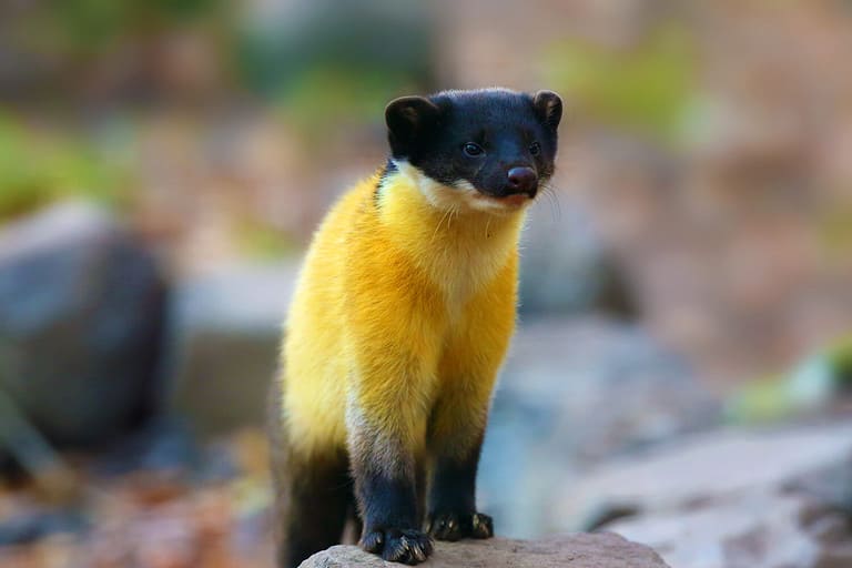 These 12 Mount Everest Animals Survive Against the Odds - A-Z Animals