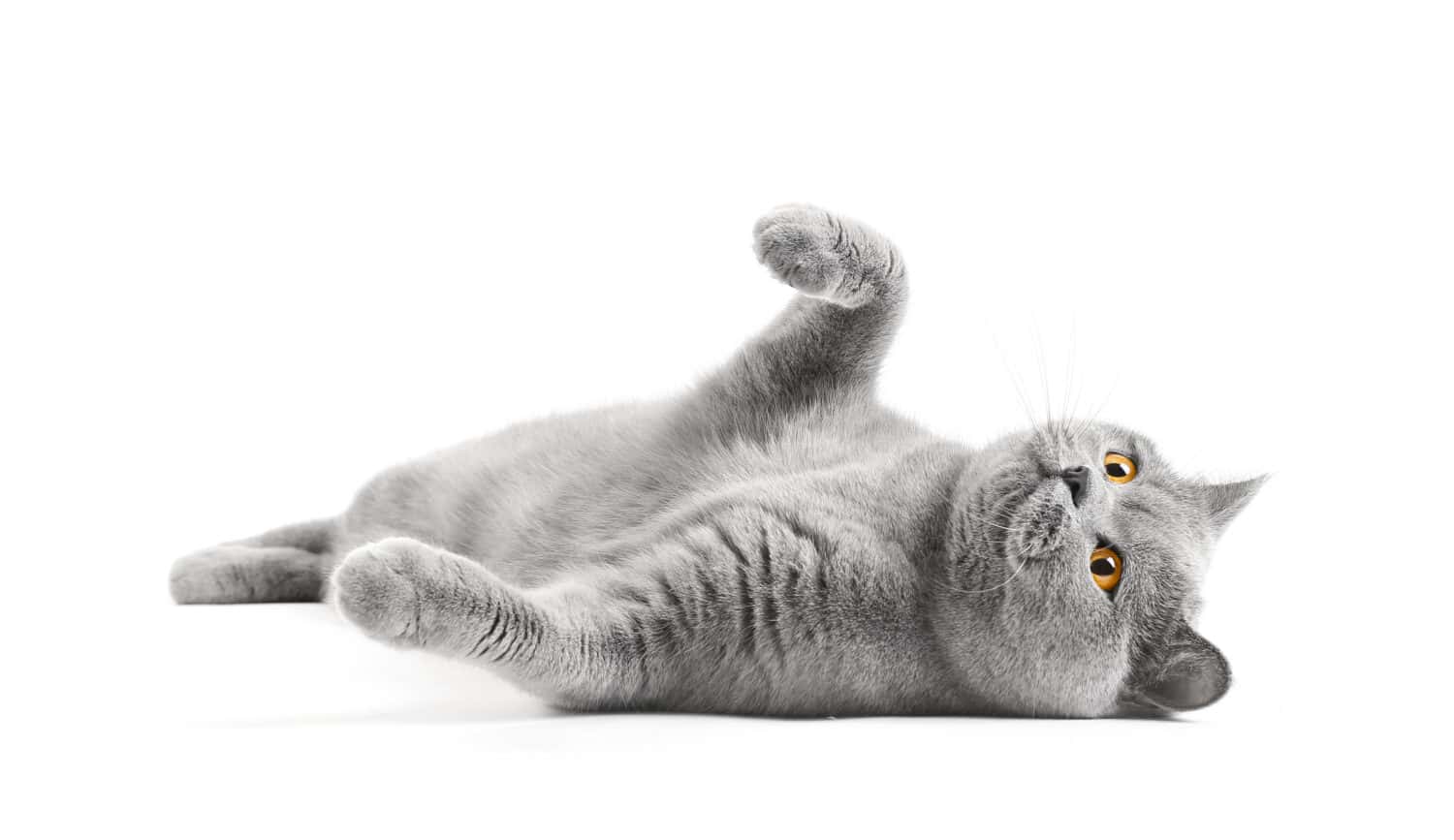 10 Amazing Tricks to Teach Your Cat - A-Z Animals