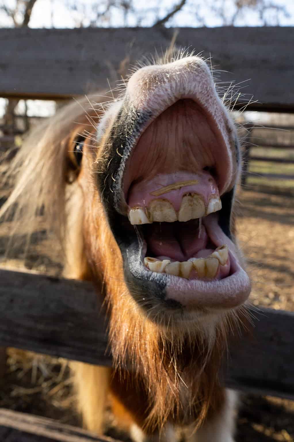 The 19 Most Playful Pets - A-Z Animals Slideshows