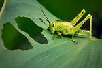 The 13 Oldest Insects Still on Earth Today - A-Z Animals