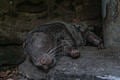 Meet the Pacarana: The Large and Slow-Moving Rodent of South America ...