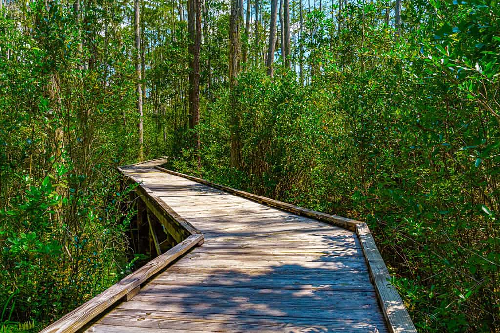 5 Reasons to Visit Georgia's Okefenokee Swamp - A-Z Animals