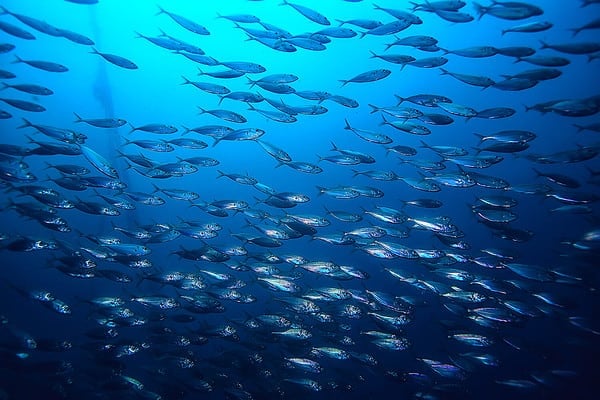 What Do Fish Eat? Understanding Fish Diets - A-Z Animals