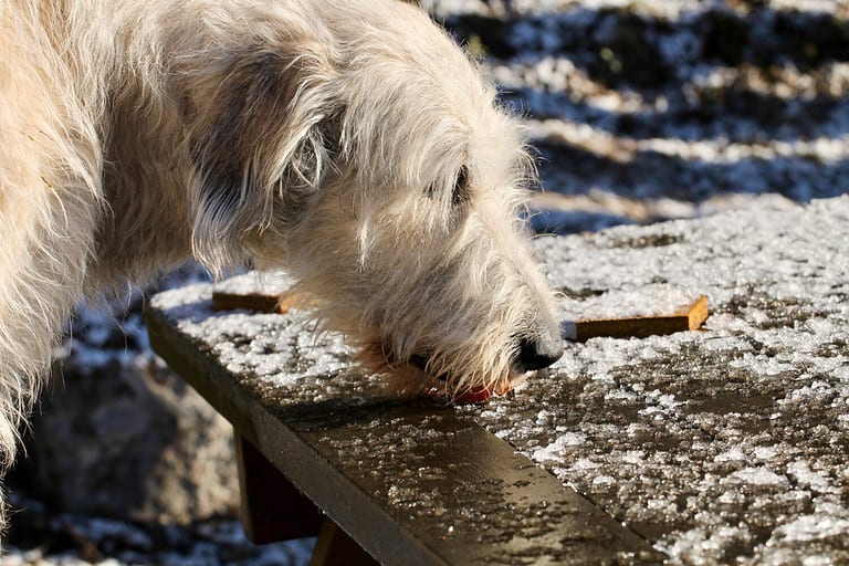 Irish Wolfhound Colors: Rarest to Most Common - A-Z Animals