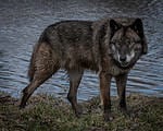 The Absolute Best List of Wolf Names - A-Z Animals