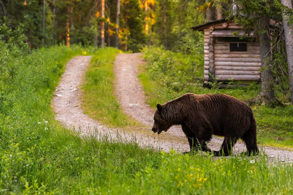 The Top 8 Smells Attracting Bears to Your Yard - A-Z Animals