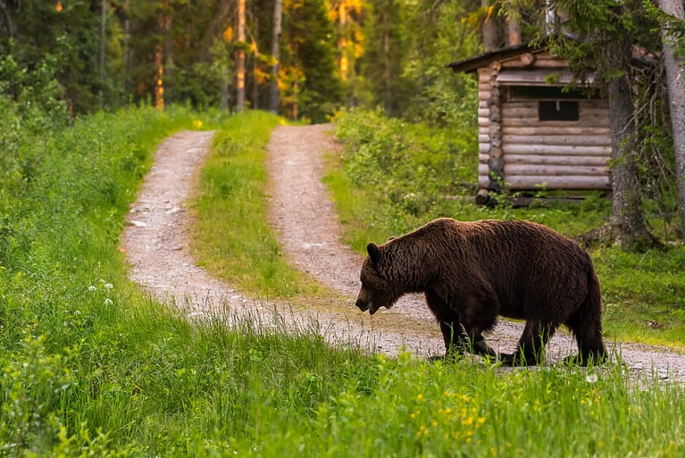 The Top 8 Smells Attracting Bears to Your Yard - A-Z Animals
