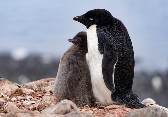 Baby Penguin: 9 Facts and 9 Pictures - A-Z Animals