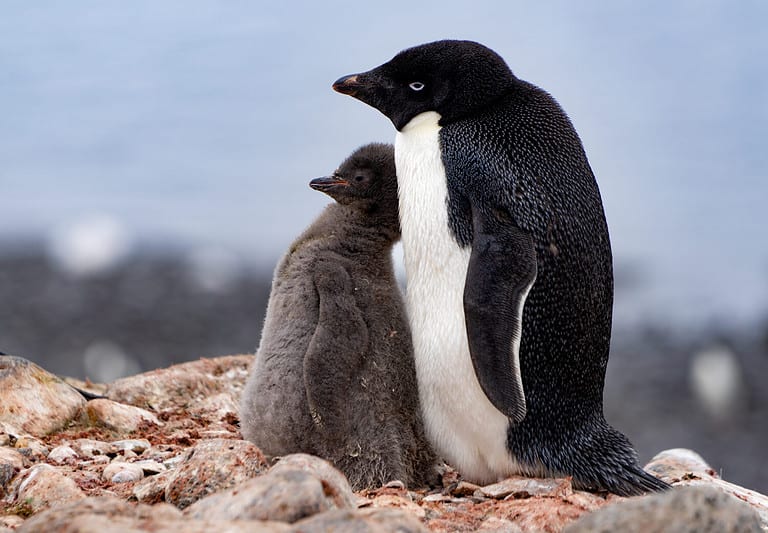 Baby Penguin: 9 Facts and 9 Pictures - A-Z Animals