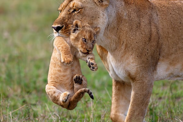 The 21 Countries That Still Have Lions (And What They're Doing to ...