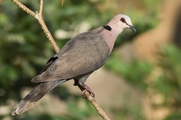 Discover the Complete List of 30+ Animals with Red Eyes - A-Z Animals