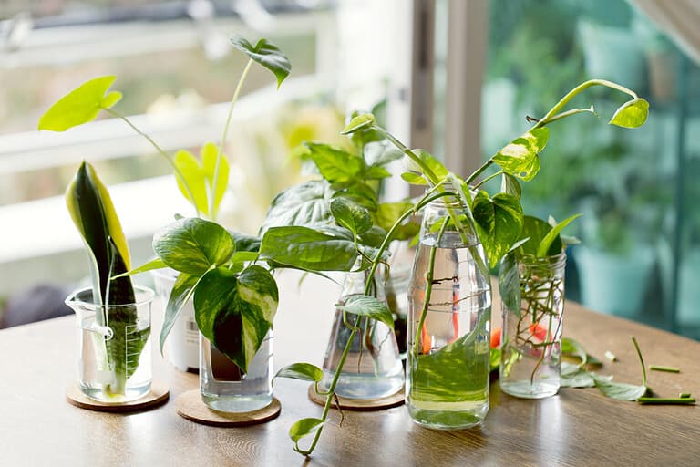 10 Natural Ways to Get Rid of Crickets Inside Your House