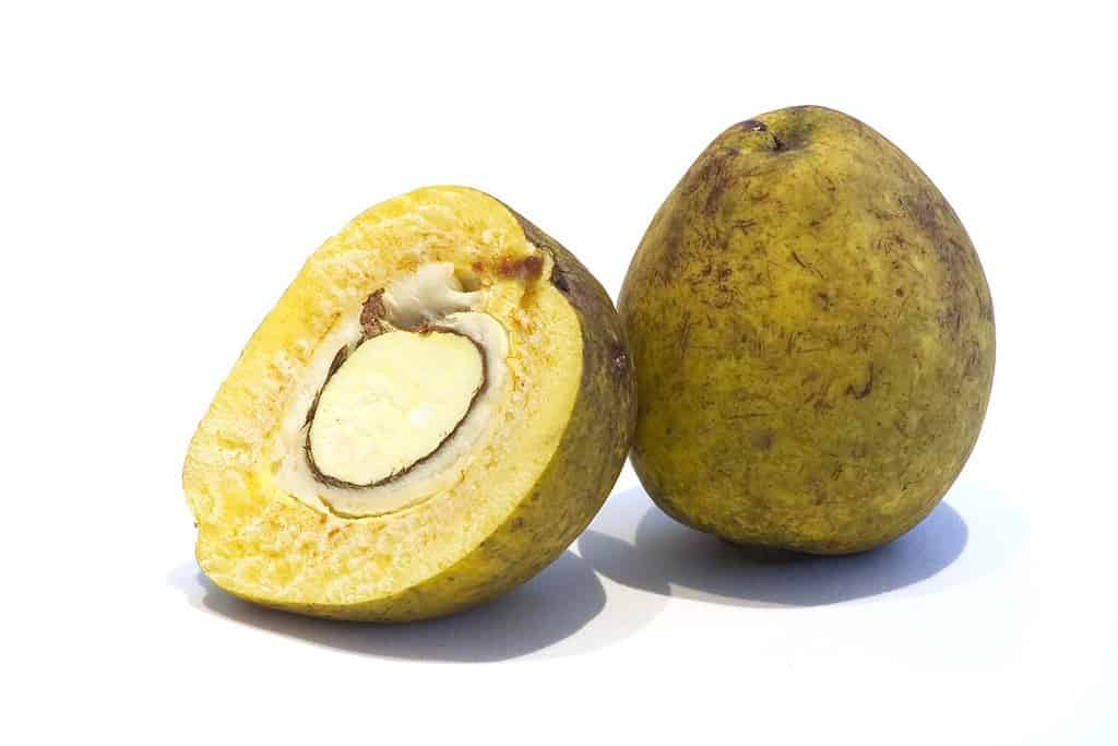 Discover the 19 Fruits That Start With B - A-Z Animals