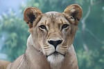 What Color Are Lions? See the Wide Range of Colors for the King of the ...