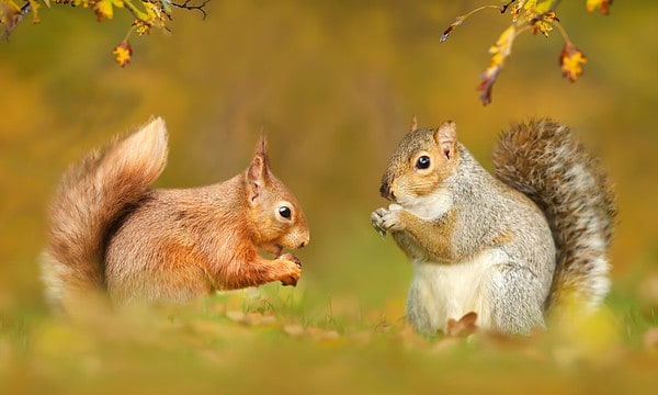 Understanding Squirrel Behavior: Why Do They Chase Each Other? - A-Z ...