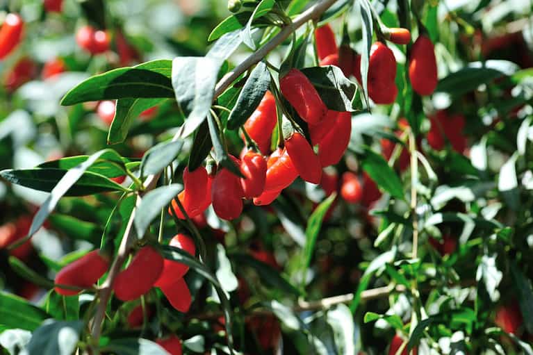 Discover 11+ Popular Types of Berries: How to Grow, Taste Profiles, and ...